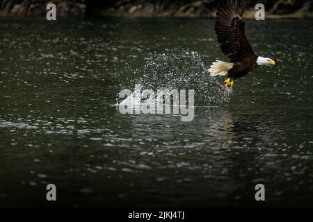 A bald eagle in flight with a fresh caught fish in its talons splashing ...