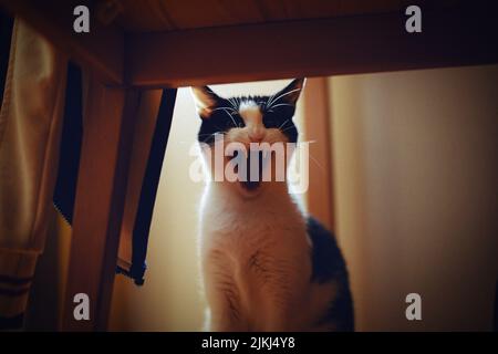 Young cat sitting near open book interested in eyeglasses Stock Photo ...