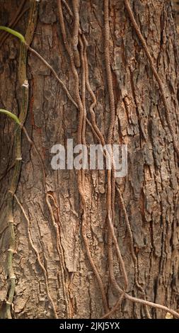 Vertical shot of tree roots on ground Stock Photo - Alamy