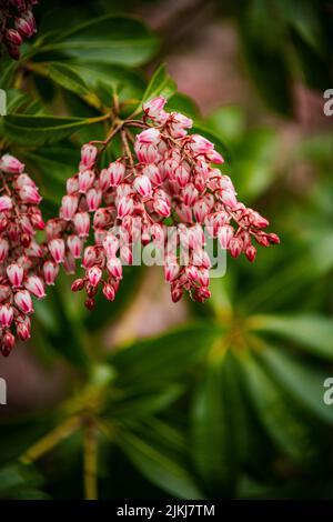A closeup of pink Pieris japonica in a garden Stock Photo - Alamy