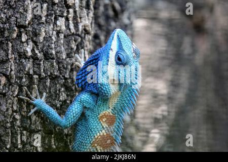 A closeup shot of the Calotes mystaceus, the Indo-Chinese forest lizard ...