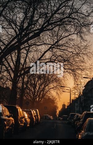 A beautiful shot of the big leafless trees in the park in bright ...