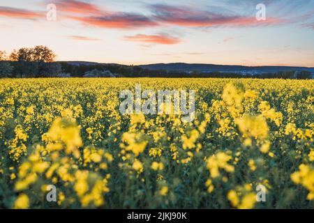 A closeup shot of rapeseed plants in the field against dusk sky at ...