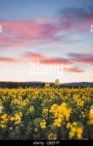 A closeup shot of rapeseed plants in the field against dusk sky at ...