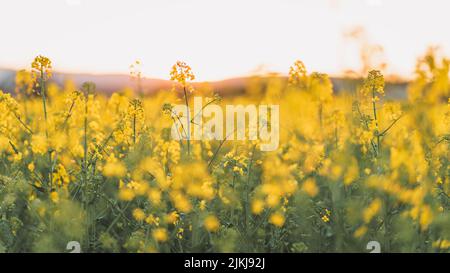 A closeup shot of rapeseed plants in the field against dusk sky at ...