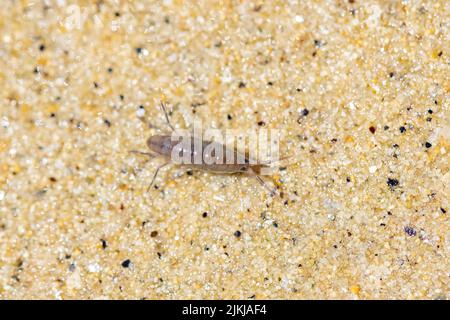 Sand hopper, Talitrus saltator, small crustacean on the sand Stock ...