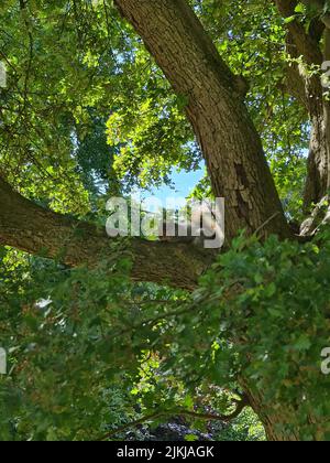 Tree branches with tiny green leaves against blurred bokeh lights ...