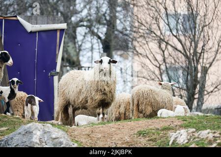 Closeup shot of a flock of sheep in South Spain grazing grass in a ...