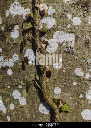 A vertical closeup of a trunk of a tree covered with moss Stock Photo ...