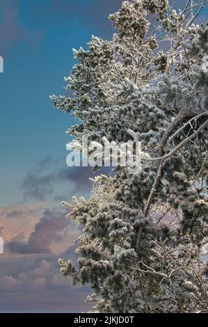 A vertical shot of coniferous branches with blue purple and yellow on ...
