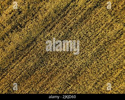 Beautiful sunflower field. Aerial view Stock Photo - Alamy
