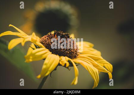A selective focus shot of a Black-eyed Susan flowers in the garden ...