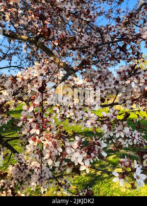 A vertical shot of blooming cherry tree in the field at sunset Stock ...