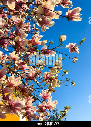 A vertical shot of beautiful magnolia on a branch Stock Photo - Alamy