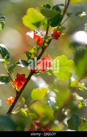 alpine currant, ribes alpinum Stock Photo - Alamy