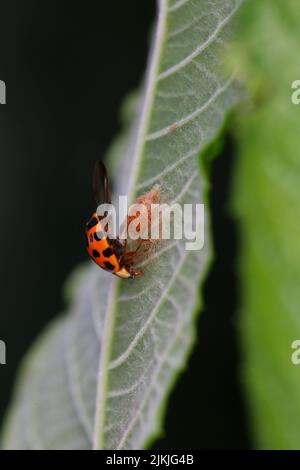 Dinocampus coccinellae braconid wasp parasite Stock Photo - Alamy