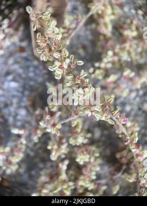 A vertical shot of pollen from an oak tree Stock Photo - Alamy
