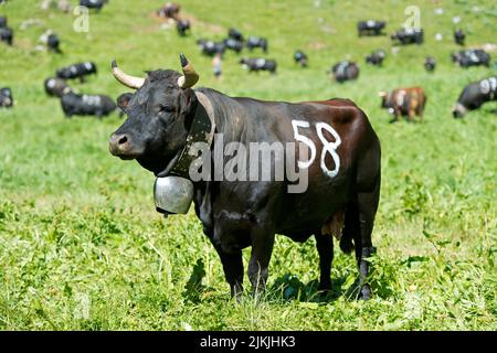Eringer fighting cow with starting number at a cow fight, Eringer breed ...