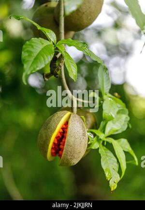 ripe fruit and leaves of the Nutmeg tree (Myristica fragrans) isolated ...