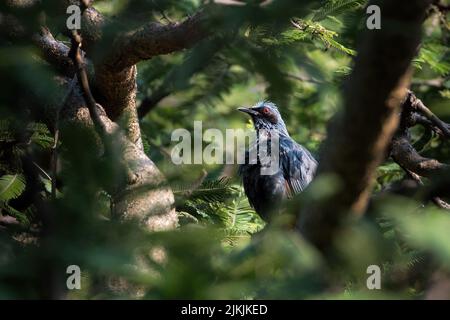 A Blue Mockingbird (Melanotis caerulescens) feeding on a fruiting tree ...