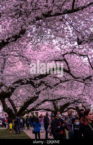 Beautiful shot of tree blossom Stock Photo - Alamy