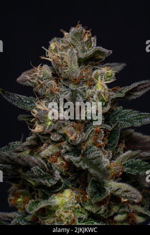 Vertical closeup shot of marijuana plants with blurred background Stock ...