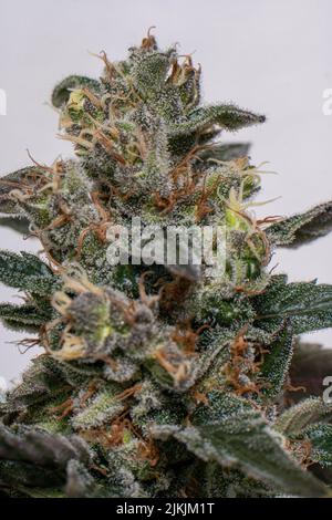 Closeup shot of indoor-grown cannabis Stock Photo - Alamy