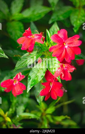Impatiens Red Flowers Stock images. Impatiens Lollipop Cherry Red Stock ...