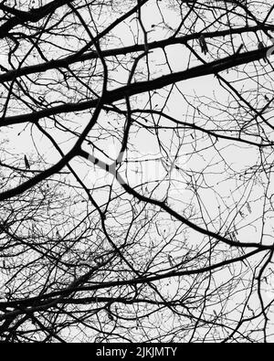 Vertical greyscale shot of dry tree branches at night Stock Photo - Alamy