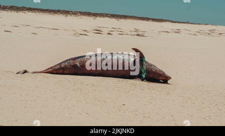 Dead Dolphin on The Beach. Dead Sea Animal, Decaying Corpse. Global ...