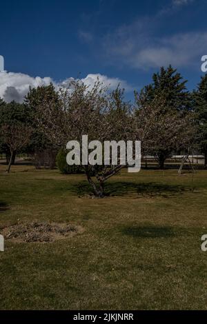 A vertical shot of green trees and bushes in National Iranian Botanical ...