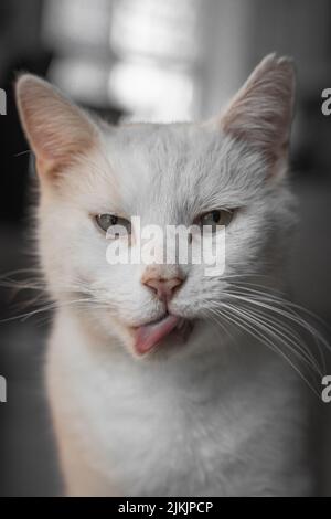 A vertical shot of a cute kitten doing funny cat things indoors Stock ...
