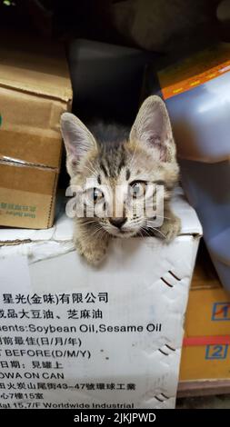Closeup of the gray tabby cat in the plastic bags Stock Photo - Alamy