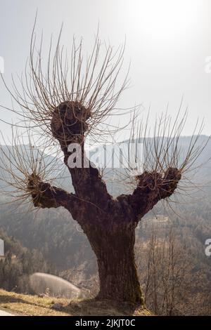Closeup shot of a sharp spiky tree branch surface Stock Photo - Alamy