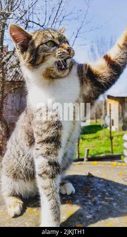 Vertical shot of a cute domestic striped cat lying on the sofa with a ...