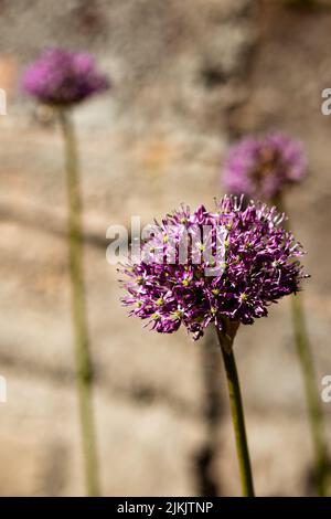 Closeup shot of blooming purple Allium flowers Stock Photo - Alamy
