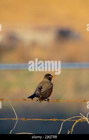 Closeup shot of a brown falcon on the Tempelhof Field in Berlin ...