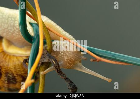 A closeup shot of a snail on a wire Stock Photo - Alamy
