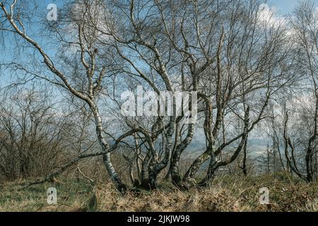A closeup shot of dry tree branches Stock Photo - Alamy