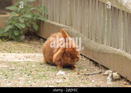 A closeup of a fluffy brown rabbit lying on the ground covered with ...