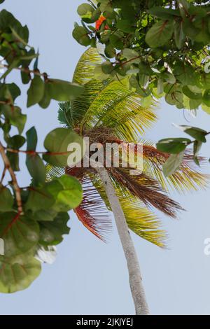 A vertical low angle shot of palm tree swaying in the wind on a beach ...