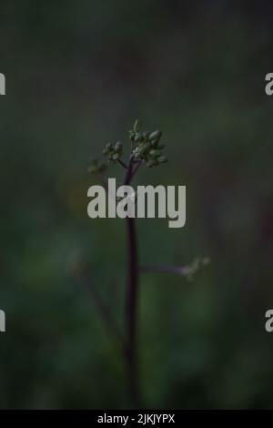 A shallow focus shot of the flowers buds blooming under the rain with ...