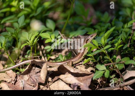 Common Australian garden Skink (Lampropholis guichenoti Stock Photo - Alamy
