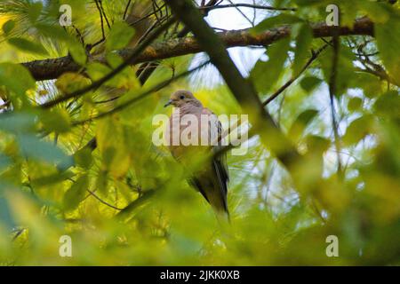 A closeup shot of a brown turtle dove on a field Stock Photo - Alamy