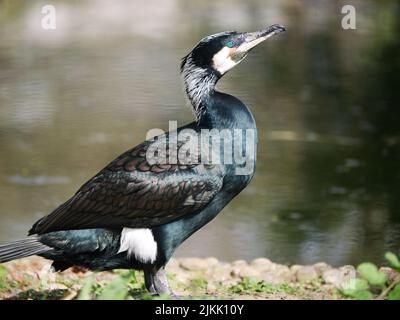 A beautiful shot of a great cormorant Stock Photo - Alamy
