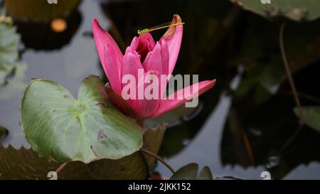 A selective focus of the pink lotus blooming in a park full of flowers ...