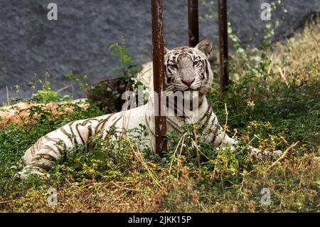 A white tiger lying and looking around in safari on a sunny day in ...