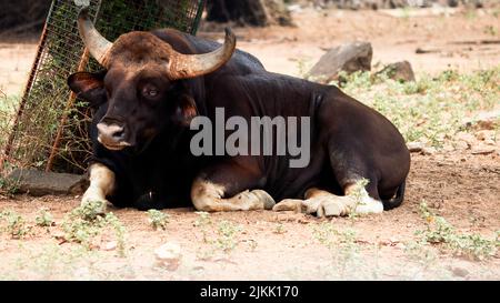 The muscled ox lying on the ground Stock Photo - Alamy