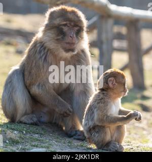A beautiful shot of a barbary macaque with its baby in daylight Stock ...