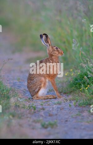 A vertical closeup shot of a brown rabbit in a field Stock Photo - Alamy